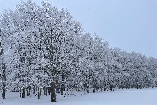Winter Bites : Taste a Local Flavor in Snow Trek - An In-Depth Look at the Tour Experience