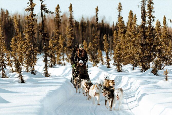 Winter Dog Sled Tour: Day or Night. - Stops for Photos and Interaction