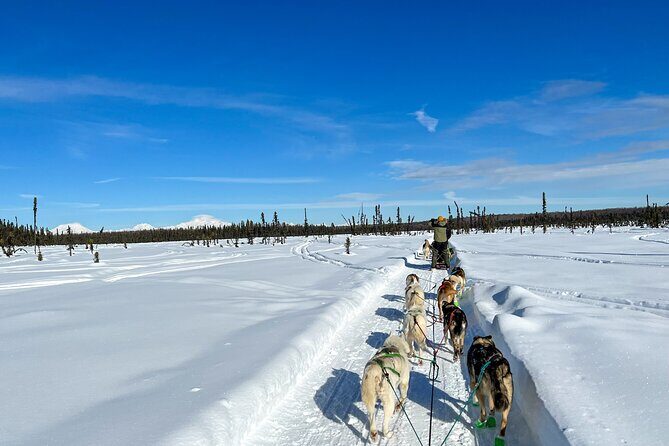 Winter Dog Sled Tour: Day or Night. - The Weather and Seasonal Considerations