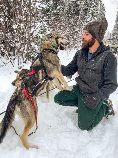 Winter Dog Sled Tour Day or Night Mush! - The Allure of the Alaskan Wilderness on Sled