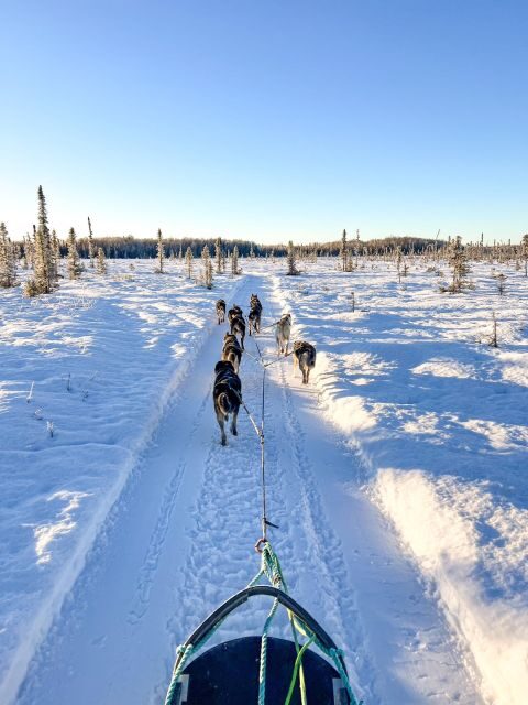 Winter Dog Sled Tour Day or Night Mush! - Who Should Consider This Tour?