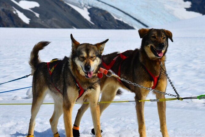 Winter Dog Sledding in Knik, Alaska - Pricing and Value