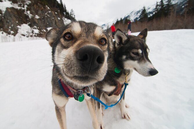 Winter Dog Sledding in Knik, Alaska - Weather and Cancellation Policies