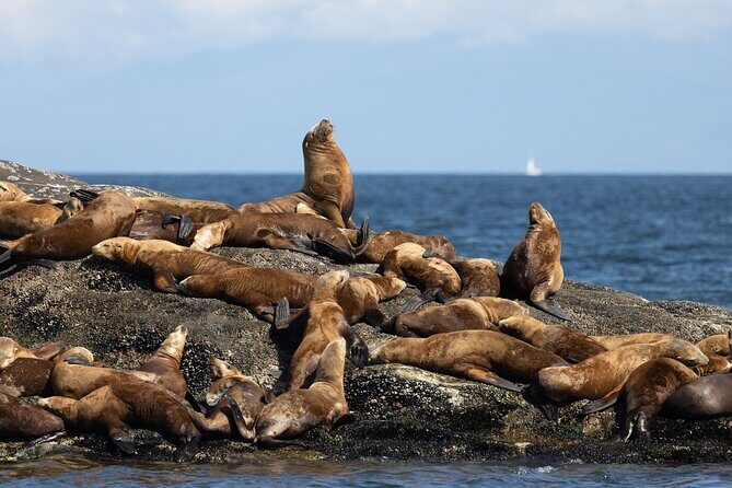 Winter Eco Tours on the Salish Sea Wildlife Adventures - Overview of the Experience and Why It Matters