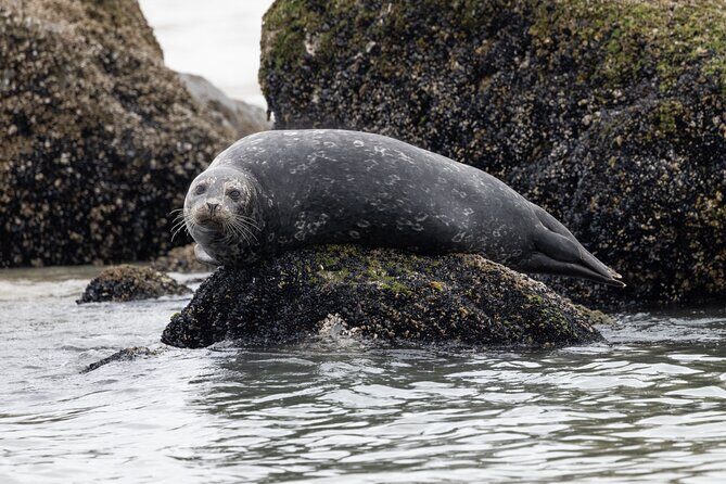 Winter Eco Tours on the Salish Sea Wildlife Adventures - What Some Travelers Say
