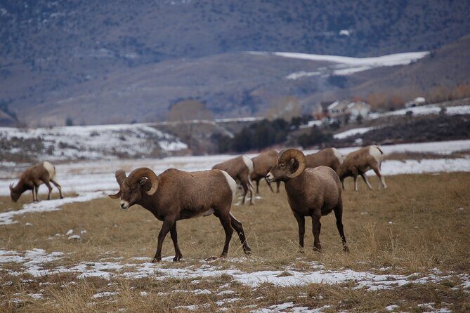 Winter in Yellowstone Wildlife Tour - An Extensive Look at the Tour Experience