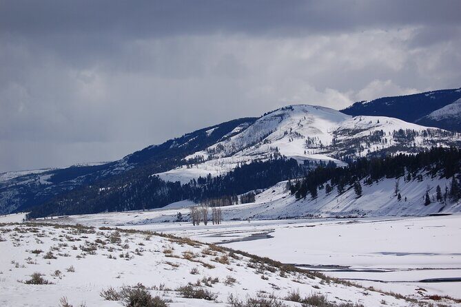 Winter in Yellowstone Wildlife Tour - The Sum Up: Is This Tour Right for You?
