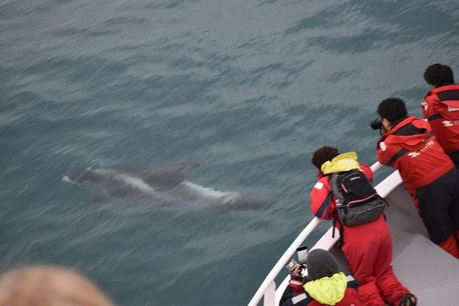 Winter Whale Watching & Northern Lights Cruise | Combo from Reykjavik - Key Points