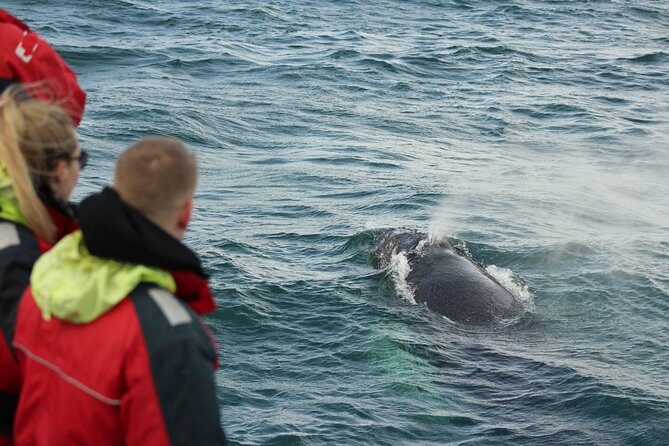 Winter Whale Watching & Northern Lights Cruise | Combo from Reykjavik - Practicalities and Considerations