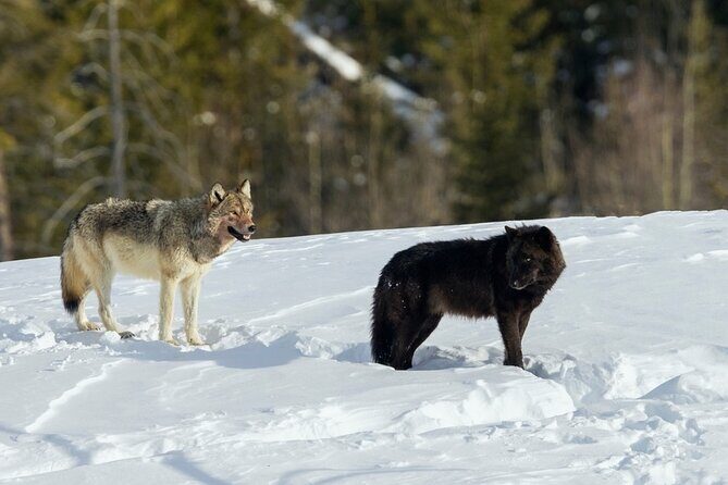 Winter Wildlife Safari in Yellowstone National Park - An In-Depth Look at the Experience