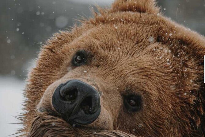 Winter Wildlife Safari: Lamar Valley | Bozeman | PRIVATE + Lunch - Starting the Day: Pickup and Travel Logistics