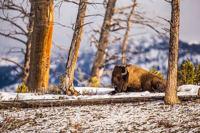 Winter Wildlife Safari: Lamar Valley | Bozeman | PRIVATE + Lunch - Scenic Detours and Iconic Landmarks