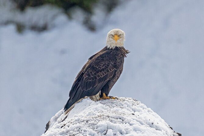 Winter Wildlife Safari: Lamar Valley | Gardiner | PRIVATE + Lunch - A Detailed Look at the Winter Wildlife Safari in Yellowstone