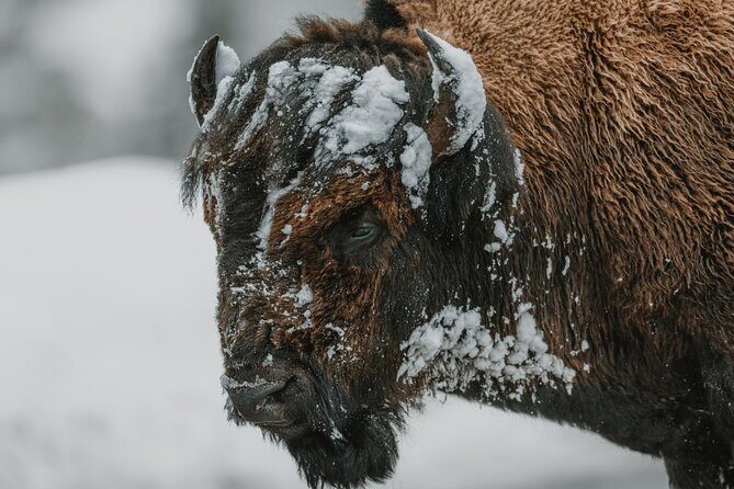 Winter Wildlife Safari: Lamar Valley | Gardiner | PRIVATE + Lunch - Final Thoughts