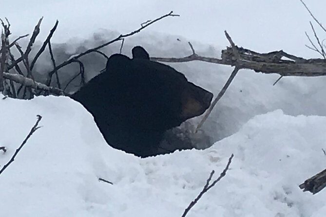 Winter - Wildlife & Turnagain Arm Tour - Final Words