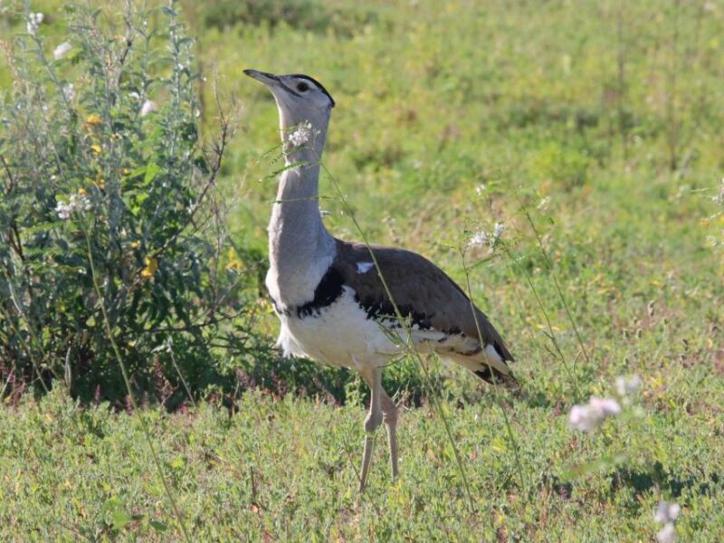 Winton: Bladensburg National Park Half Day Tour - Final Thoughts: Who Should Consider This Tour?