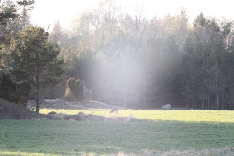 Wolf and Wildlife Tracking in Sweden - FAQ