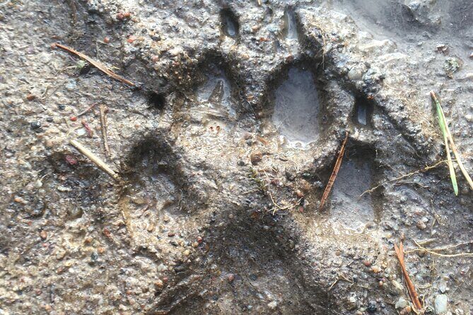 Wolf and Wildlife Tracking in Sweden - Practical Details & Value