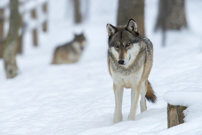 Wolf and Wildlife Tracking in Sweden - What Reviewers Say