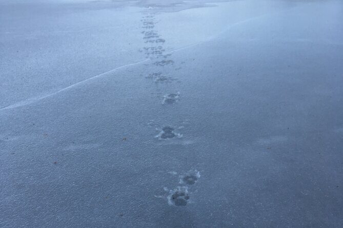 Wolf and Wildlife Tracking in Sweden - The Sum Up