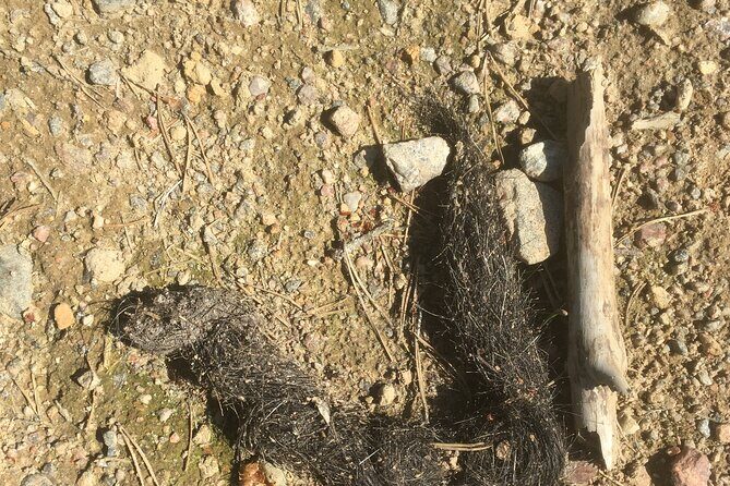 Wolf and Wildlife Tracking in Sweden - FAQ