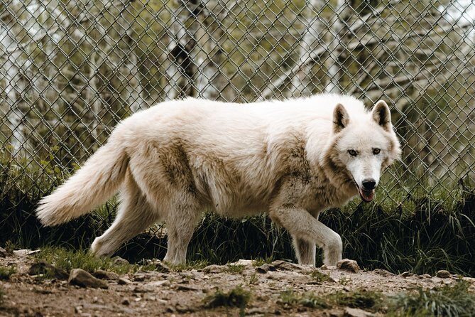 Wolf Experience - An In-Depth Look at the White Wolf Sanctuary Tour