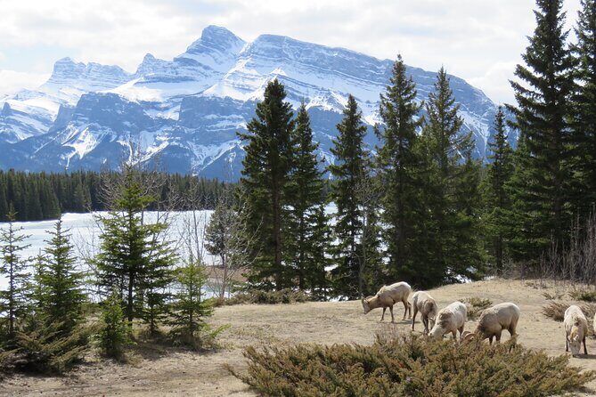 Wolfdog Sanctuary and Banff Day Trip - The Sum Up: Who Should Consider This Tour?