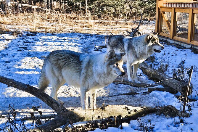 Wolfdog Sanctuary and Banff Day Trip - FAQ