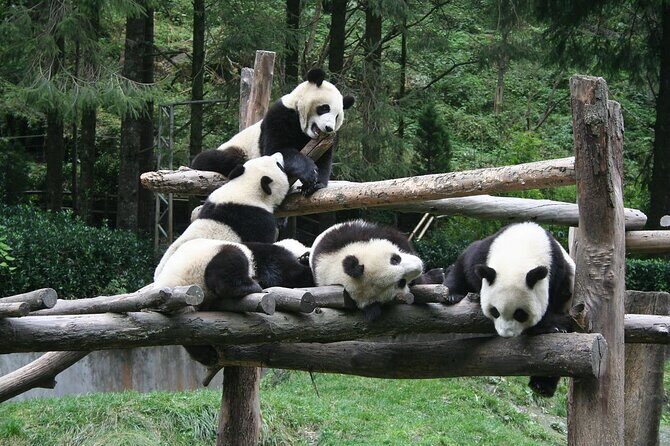 Wolong Panda Base Private Day Tour Optional Volunteering - Introduction