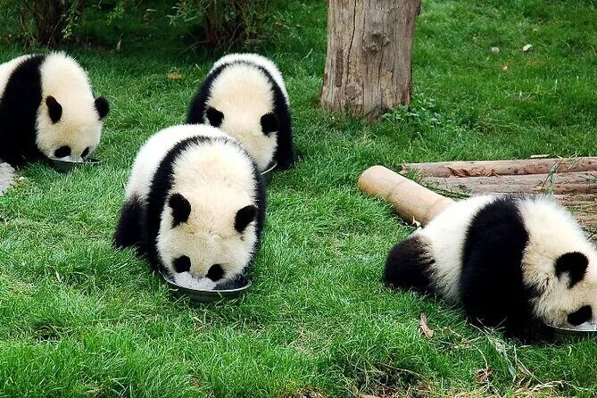 Wolong Panda Base Private Day Tour Optional Volunteering - Key Points