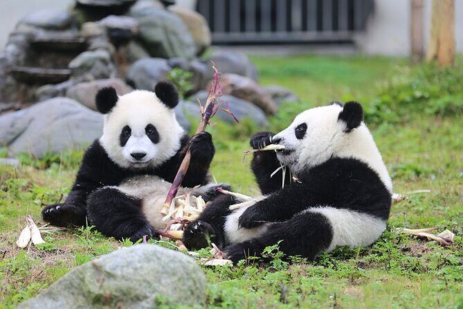 Wolong Panda Base Private Day Tour Optional Volunteering - Frequently Asked Questions