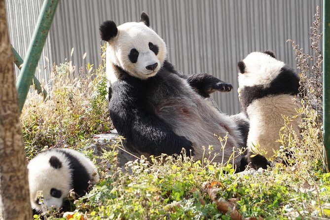 Wolong Panda Base Private Day Tour Optional Volunteering - What the Reviews Tell Us