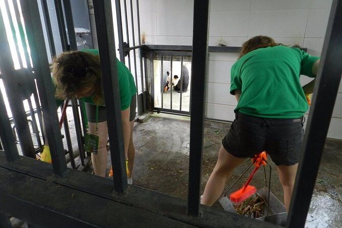 Wolong Panda Base Volunteering Program from Chengdu - An Honest Look at the Wolong Panda Experience