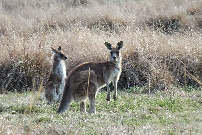 Wombat and Kangaroo Wildlife Tour from Sydney - Who Will Love This Tour?