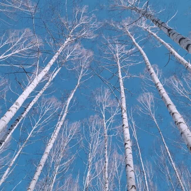 Wondae-ri Birch Forest and In-je Maebawi Icewall Day Tour - Exploring the Wondae-ri Birch Forest