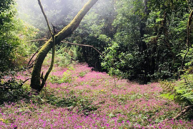 Wonderful hike through the Magic Forest of Tenerife - An Immersive Walk in Tenerife’s Teno Rural Park