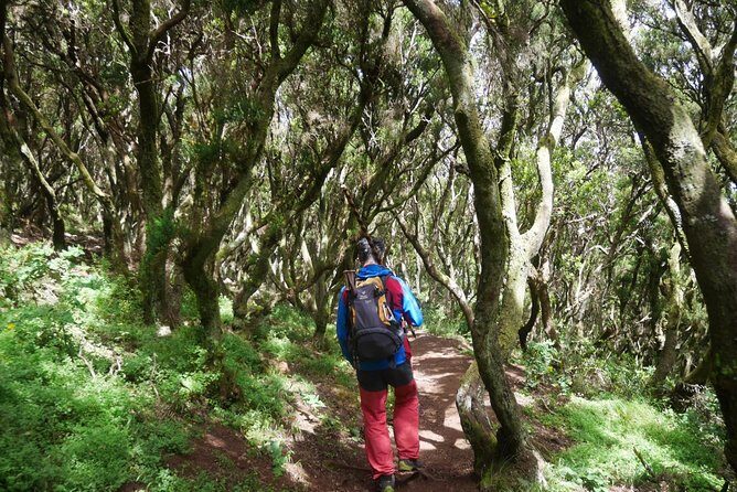 Wonderful hike through the Magic Forest of Tenerife - Final Thoughts