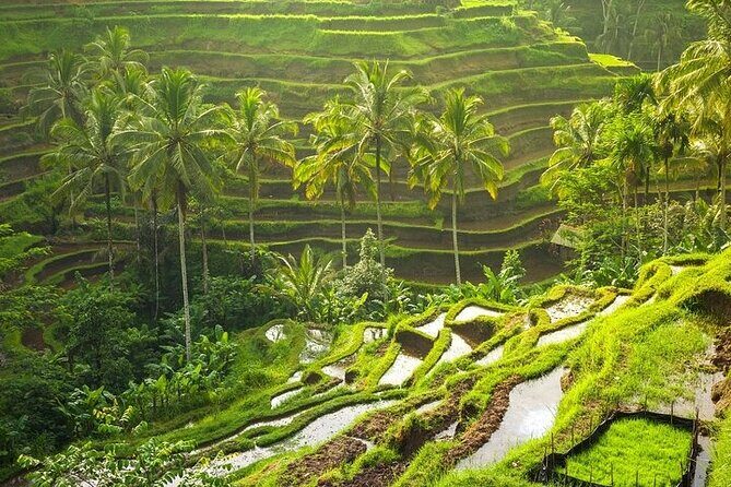Wonderful of Ubud Tour - (Private & All-Inclusive) - Final Thoughts: Is This Tour Right for You?