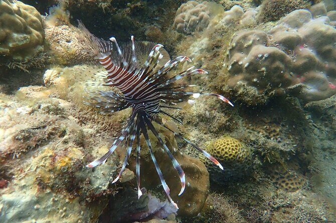 Wonderful Snorkeling Trip from Manila! updated 2023*** - The Sum Up: Who Is This Tour Perfect For?