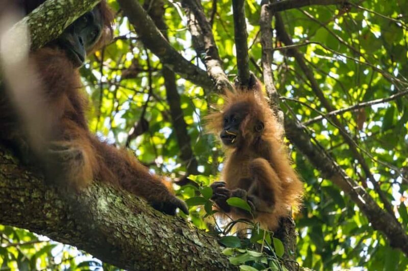 Wonderfull Orangutan Sumatera Jungle Trekking and tour - Key Points
