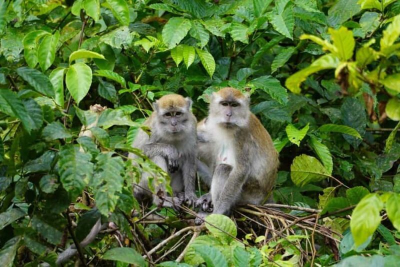 Wonderfull Orangutan Sumatera Jungle Trekking and tour - Exploring the Jungle: What to Expect