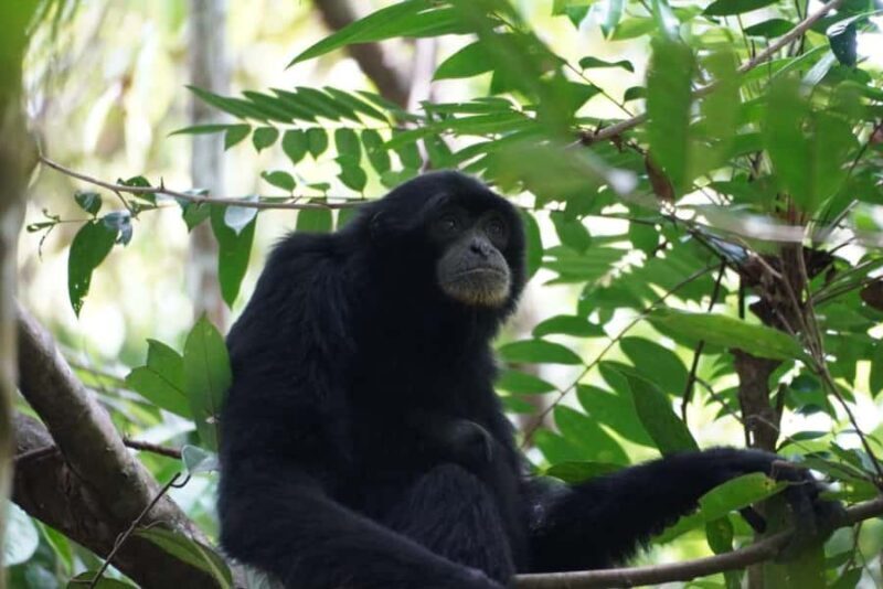 Wonderfull Orangutan Sumatera Jungle Trekking and tour - Transport and Practicalities