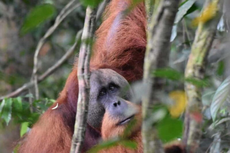 Wonderfull Orangutan Sumatera Jungle Trekking and tour - Who Should Consider This Tour?