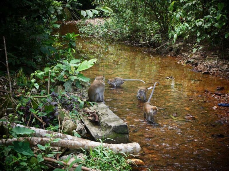 Wonderfull Orangutan Sumatera Jungle Trekking and tour - The Sum Up: Is It Worth It?