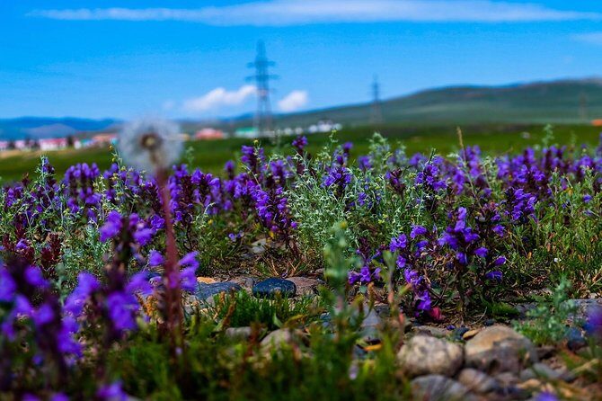 Wonders of Northern Mongolia 15 days - Who Will Benefit Most?