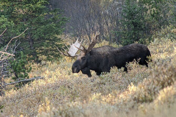 Wonders of Yellowstone Lower Loop Private Tour with Lunch - An In-Depth Look at the Experience