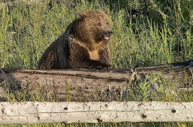 Wonders of Yellowstone Lower Loop Private Tour with Lunch - Who Will Love This Tour?