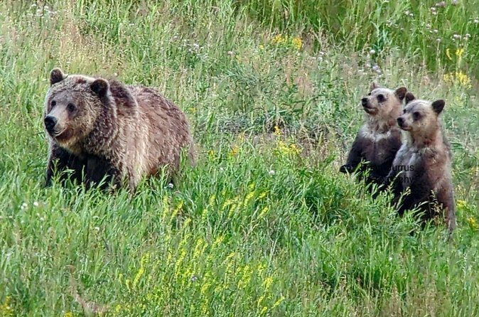Wonders of Yellowstone Lower Loop Private Tour with Lunch - The Sum Up