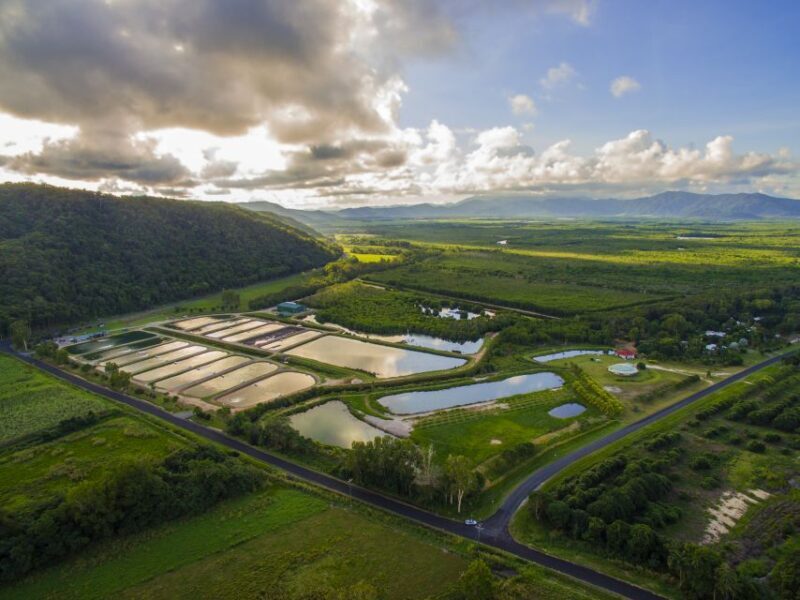 Wonga: Daintree Saltwater Farm Tour - Overview of the How and Why of the Daintree Saltwater Barramundi Farm Tour