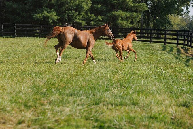 Woodford Reserve, Kismet Thoroughbred Farm & Whiskey Thief - Breakdown of the Itinerary